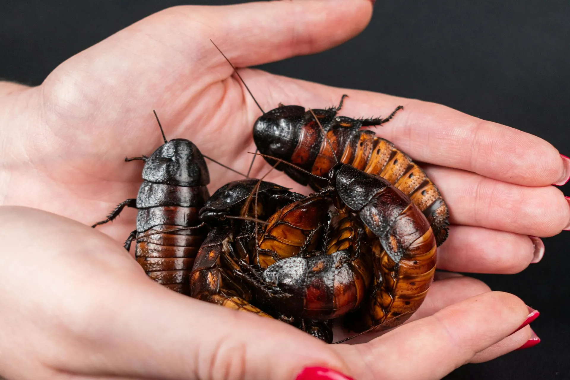 Got Roaches? - Seabreeze Pest Control