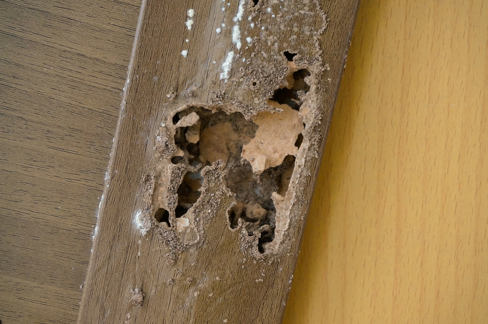 5 Signs You Need a Termite Inspection - Seabreeze Pest Control